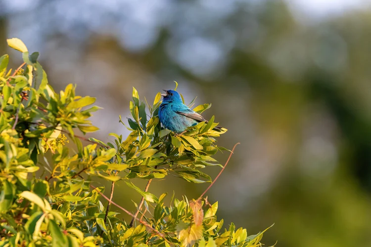 T. Gilbert Pearson Audubon Society