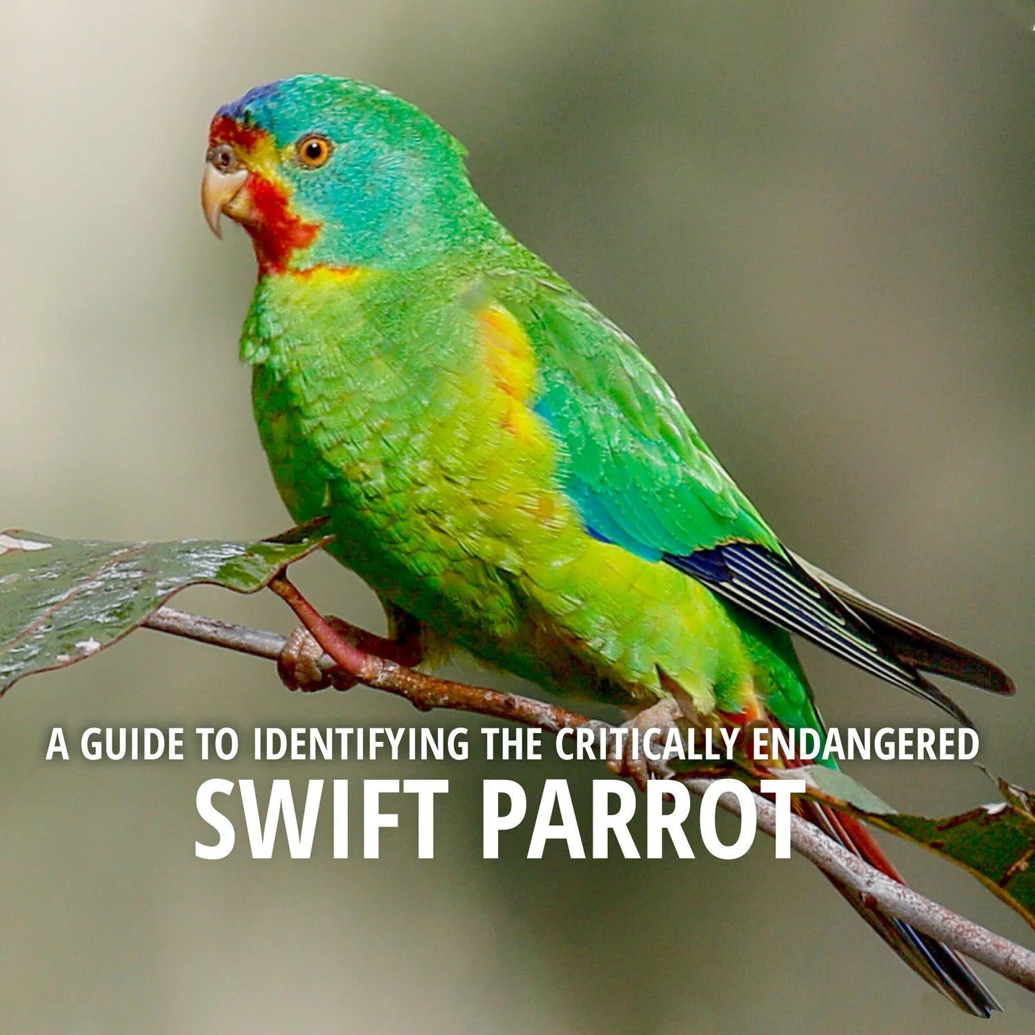 Protect Swift Parrot — Act for Birds