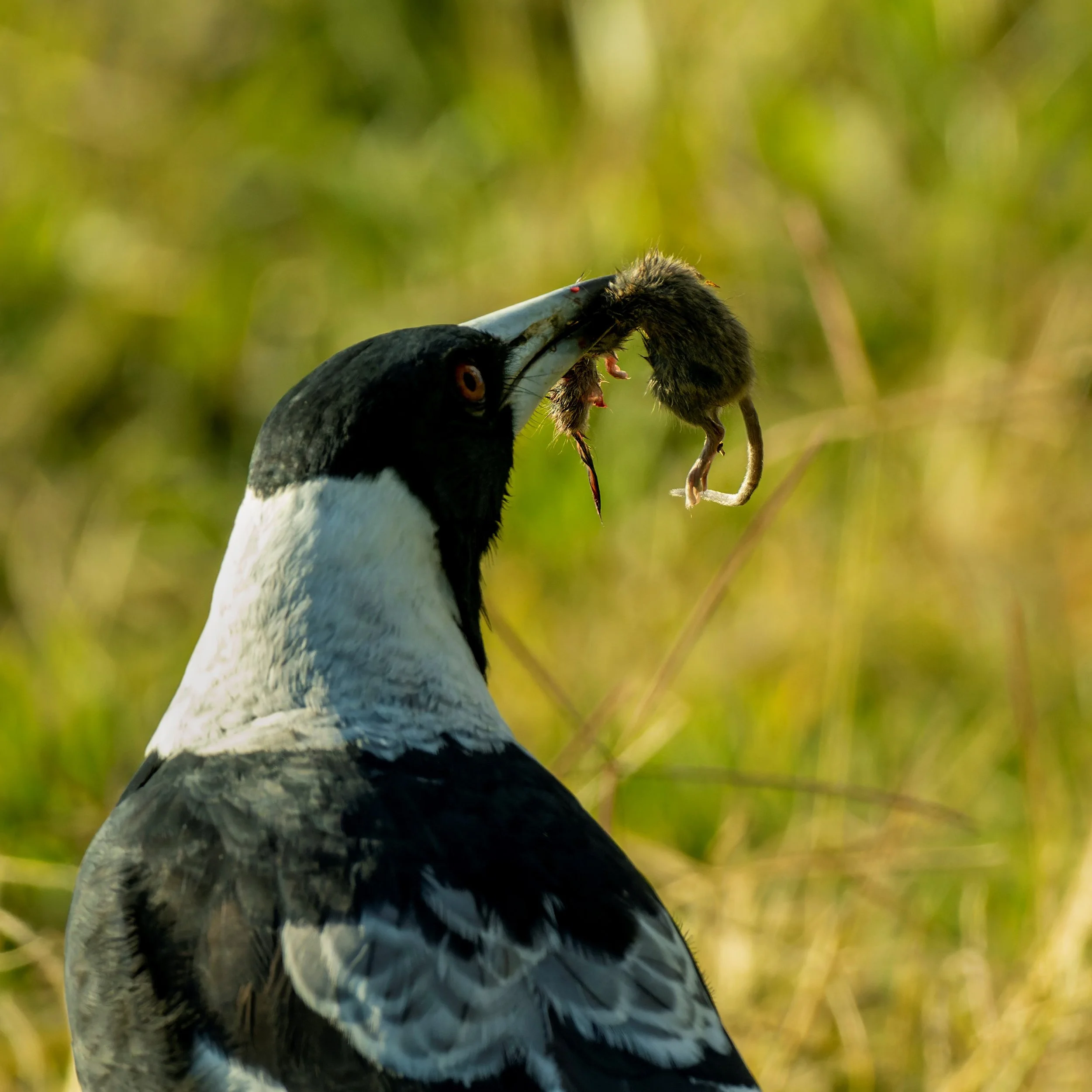 BirdLife Australia - Rat Poison — Act for Birds