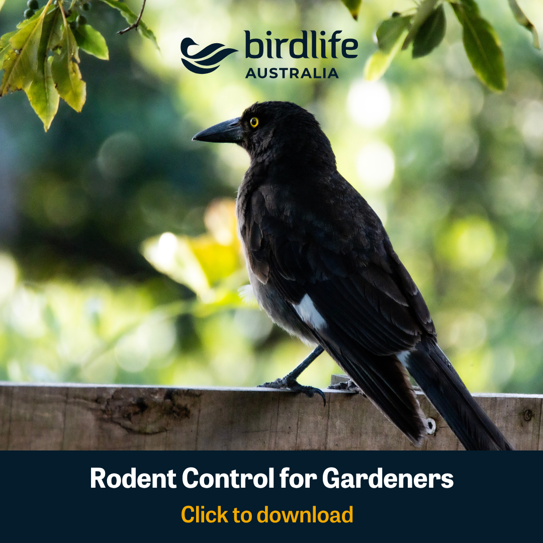 Keeping a Safe Home for Birds — Act for Birds
