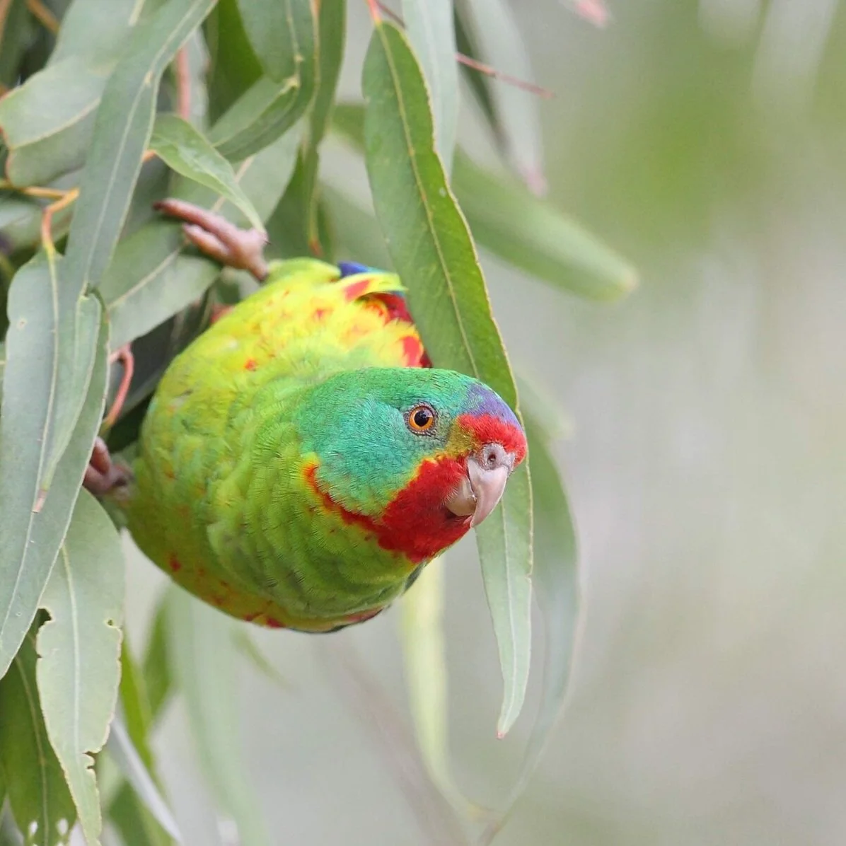 Protect Swift Parrot — Act for Birds