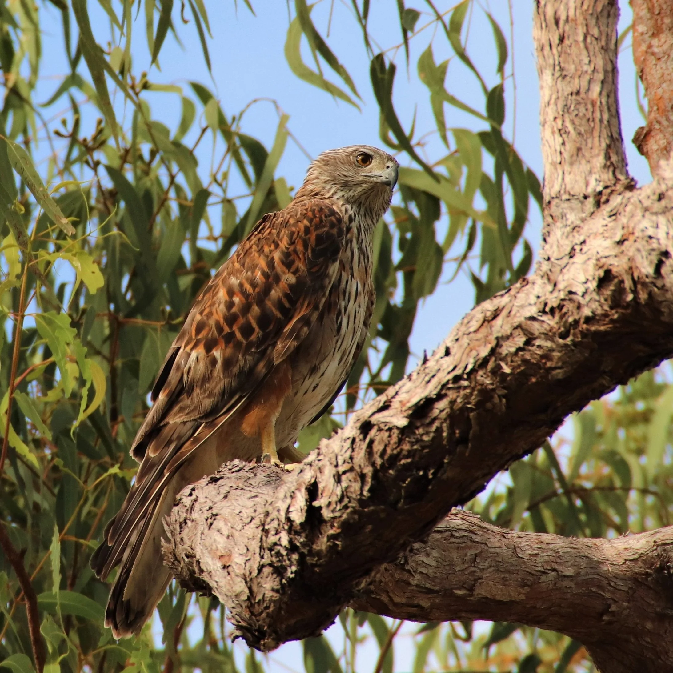 NT nature needs NT nature laws - sign the petition today to give NT ...