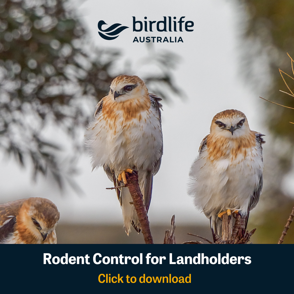 Keeping a Safe Home for Birds — Act for Birds