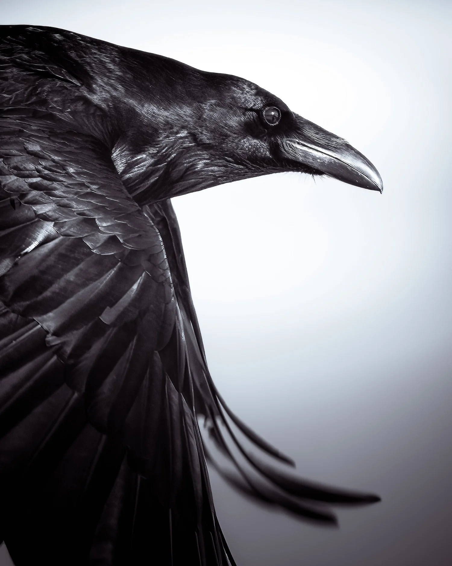 Matthew Elston — Draper Visual Arts Foundation