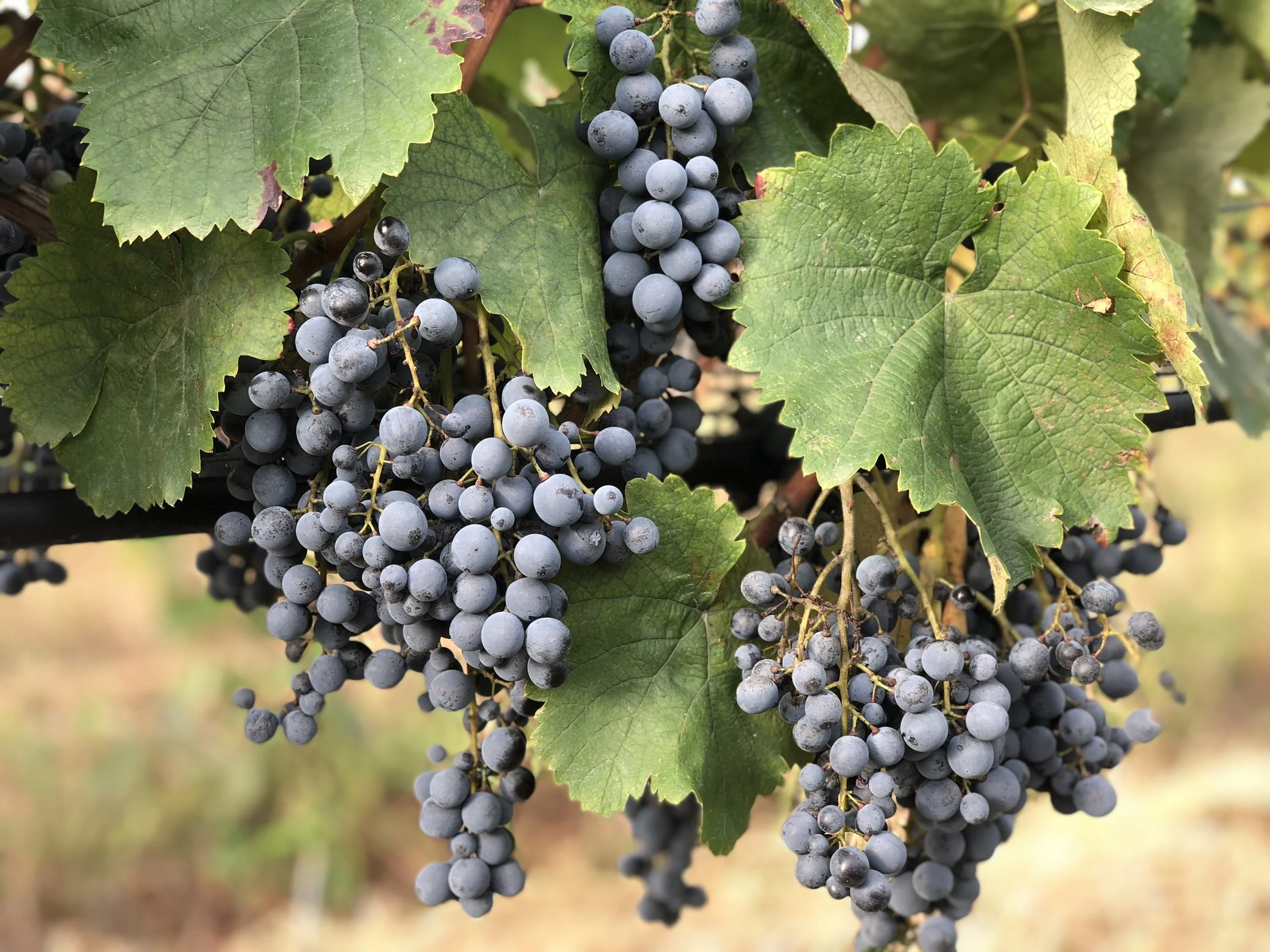 Tasting Notes: Classic Saperavi — Nine Oaks Estate