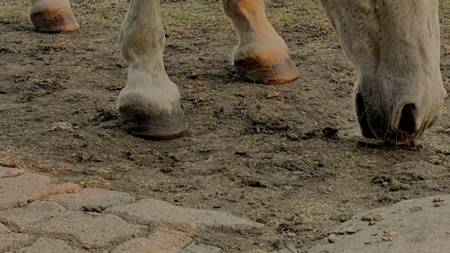 Welcome to Hoof Geeks