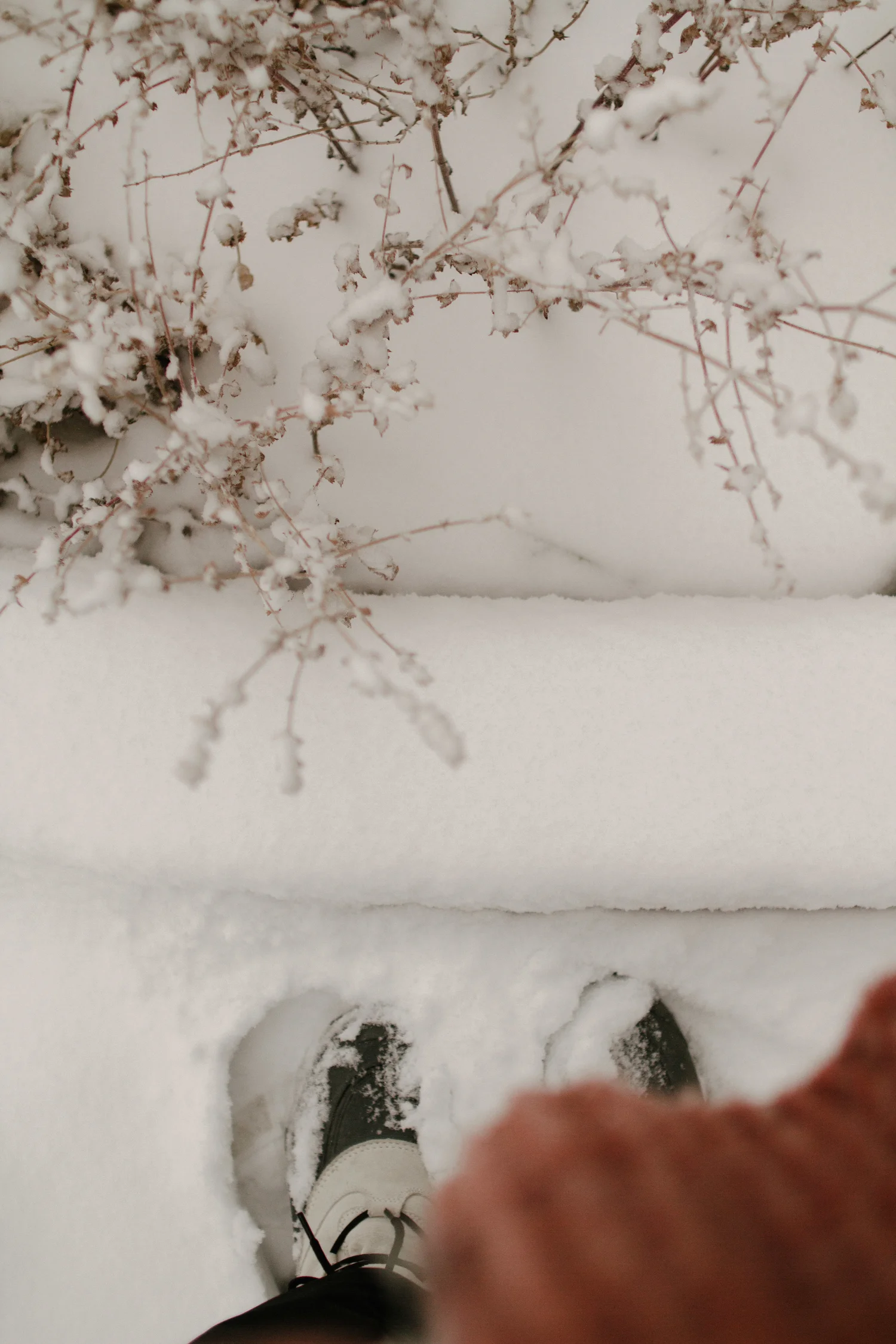 January in Colorado — Chez Núñez