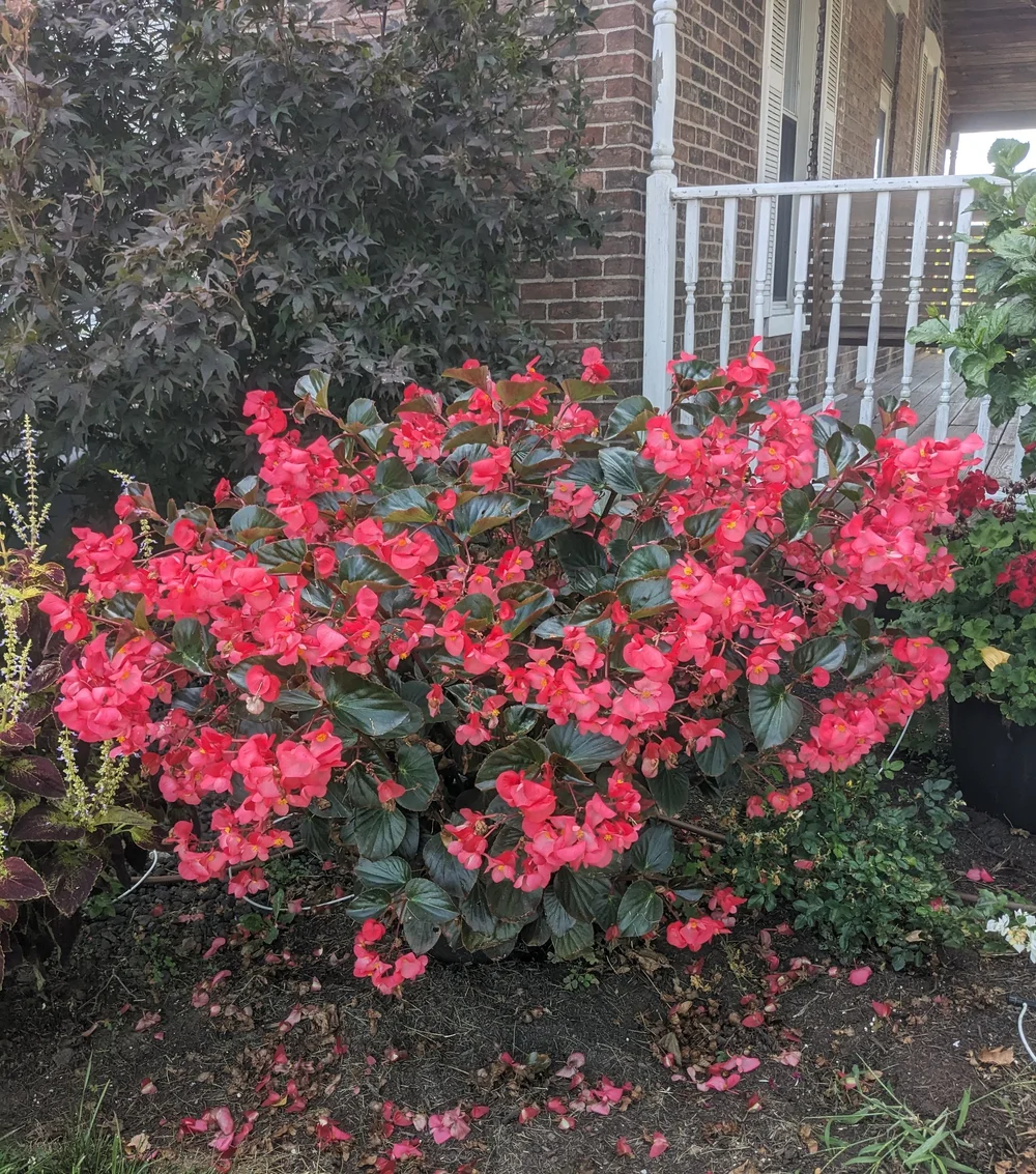 Display Gardens — TNT Greenhouse