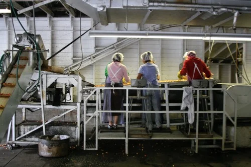 the canning process — MUIRHEAD CANNING COMPANY