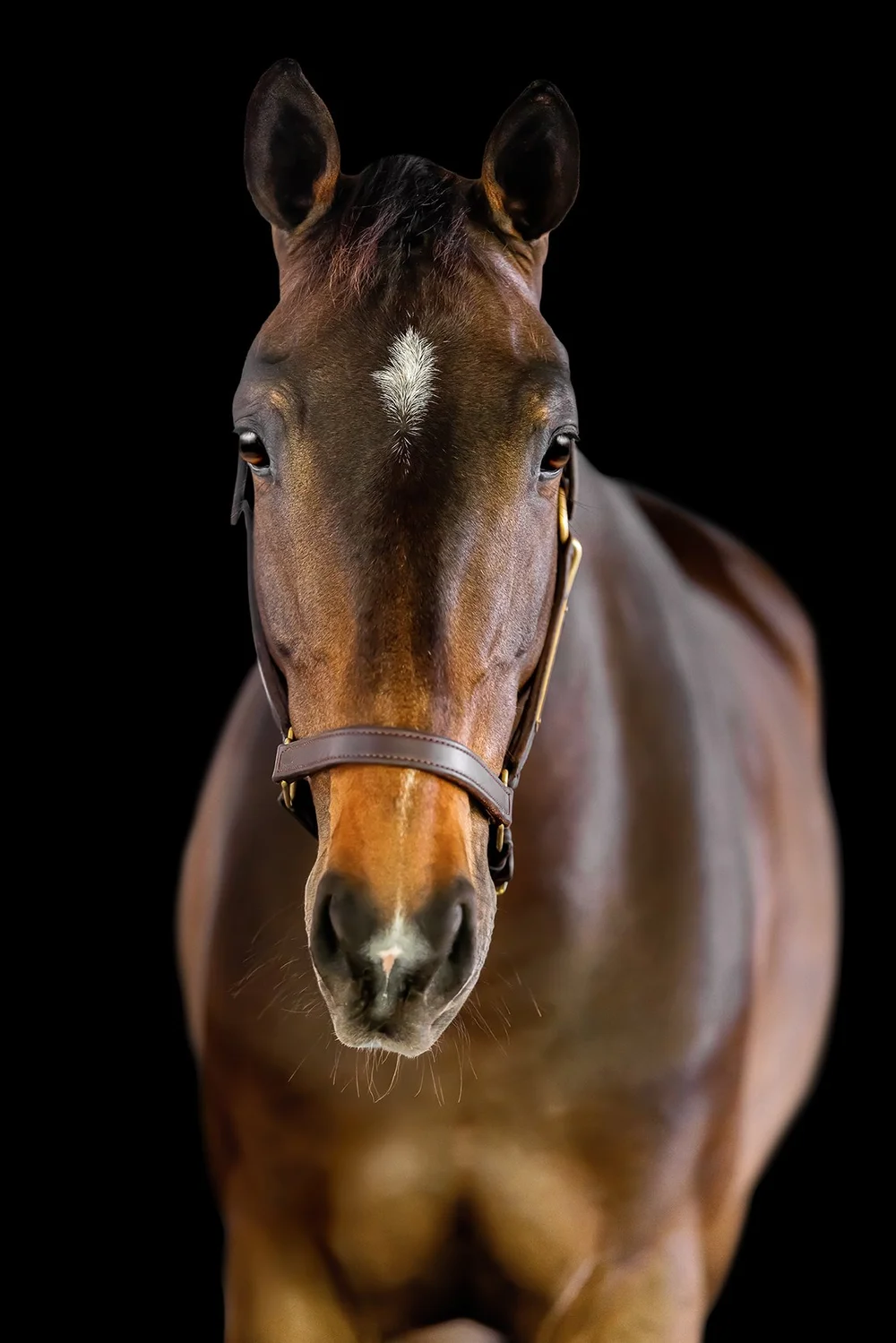 Show Jumper's Portraits in Loxahatchee, FL | Caitlyn & Gigi's ...