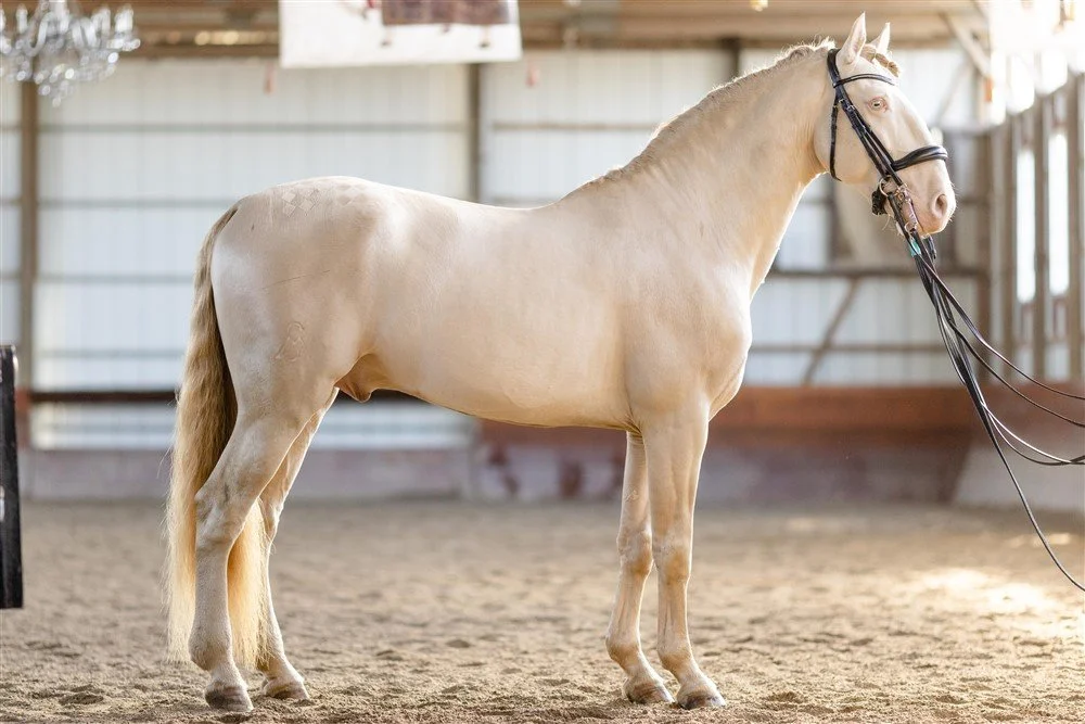 North Illinois Stallion | Sales & Marketing Session