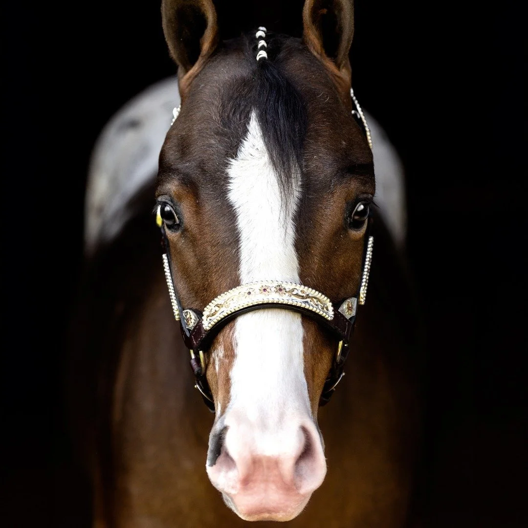 Photographing Shayna Simon Dressage and Her Noble Steeds in Loxahatchee, FL