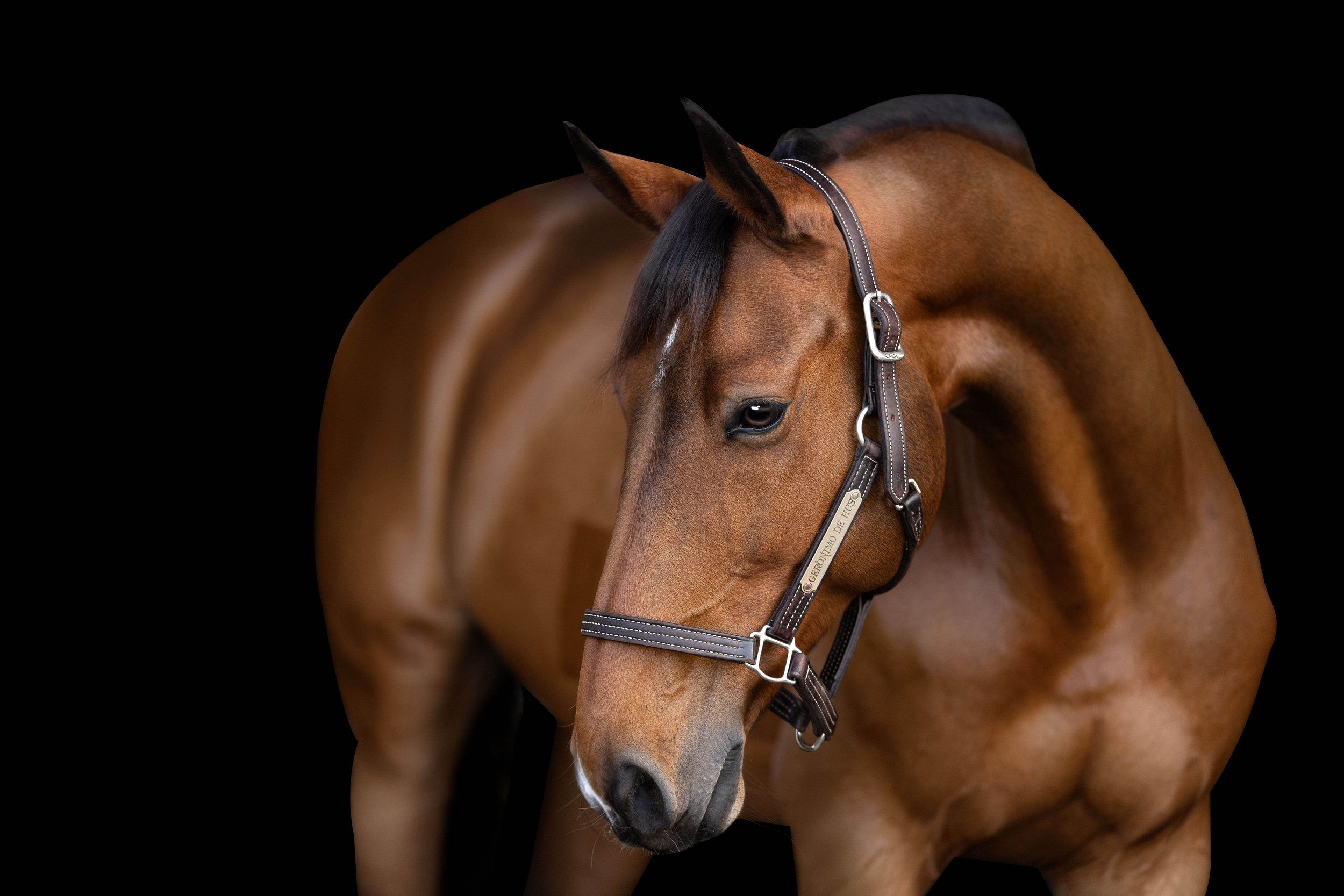 Equestrian Portrait Session in Wellington, FL with Michaela and her ...
