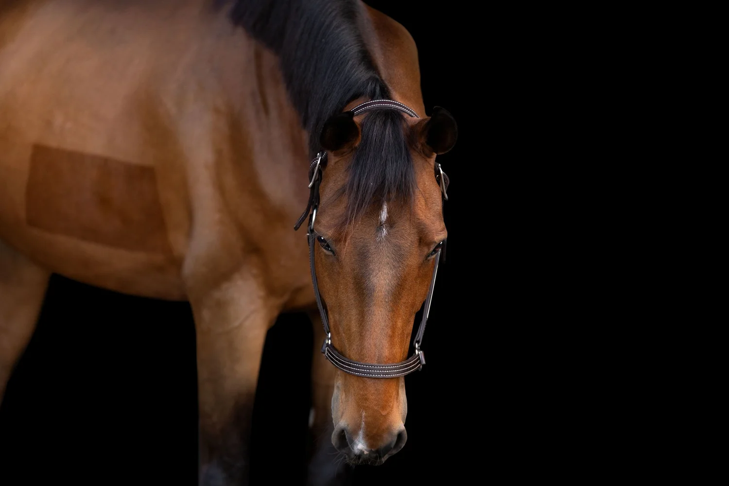 Equestrian Portrait Session in Wellington, FL with Michaela and her ...