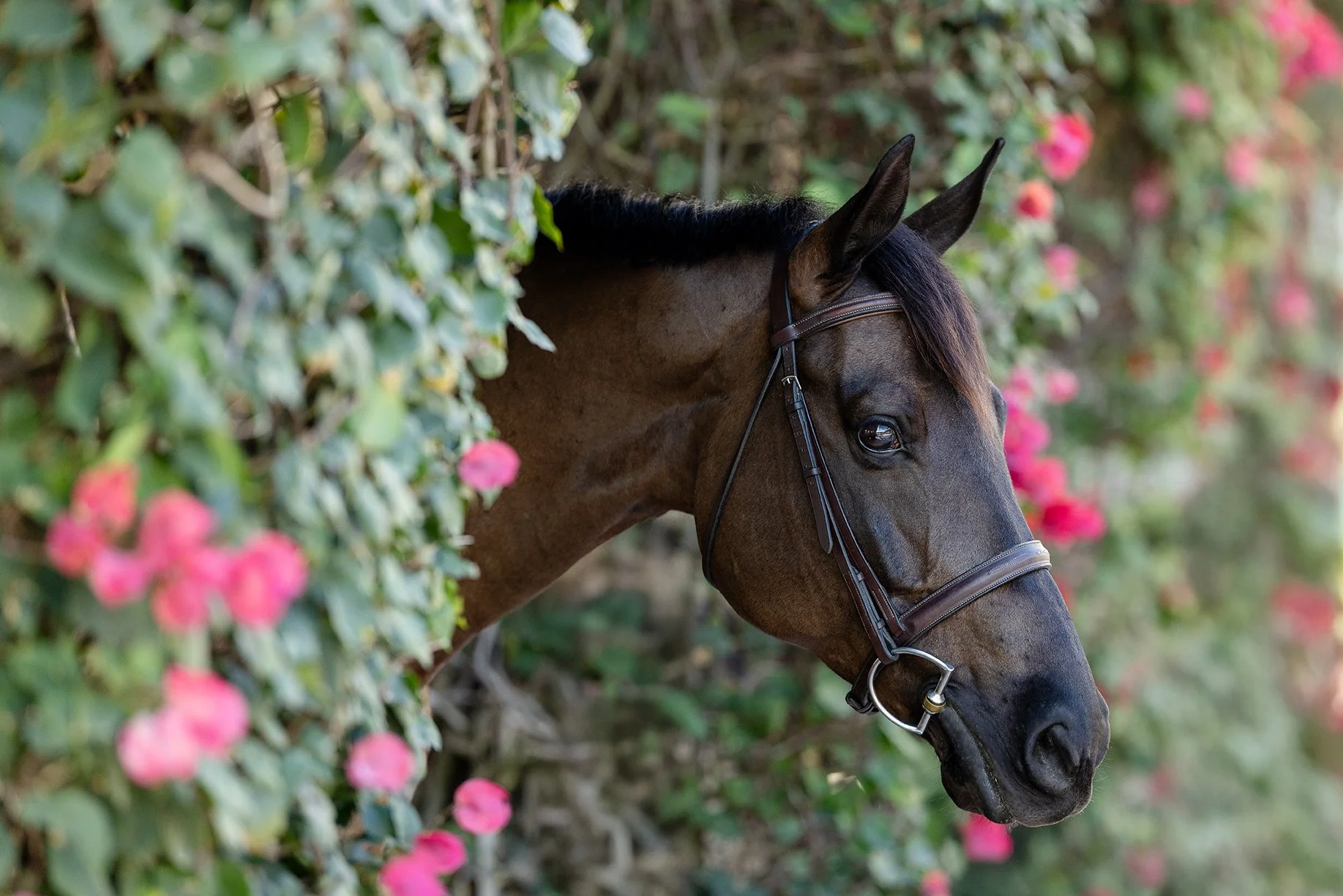 Horse & Rider Portraits in Wellington, FL | Fine Art Equestrian Photography