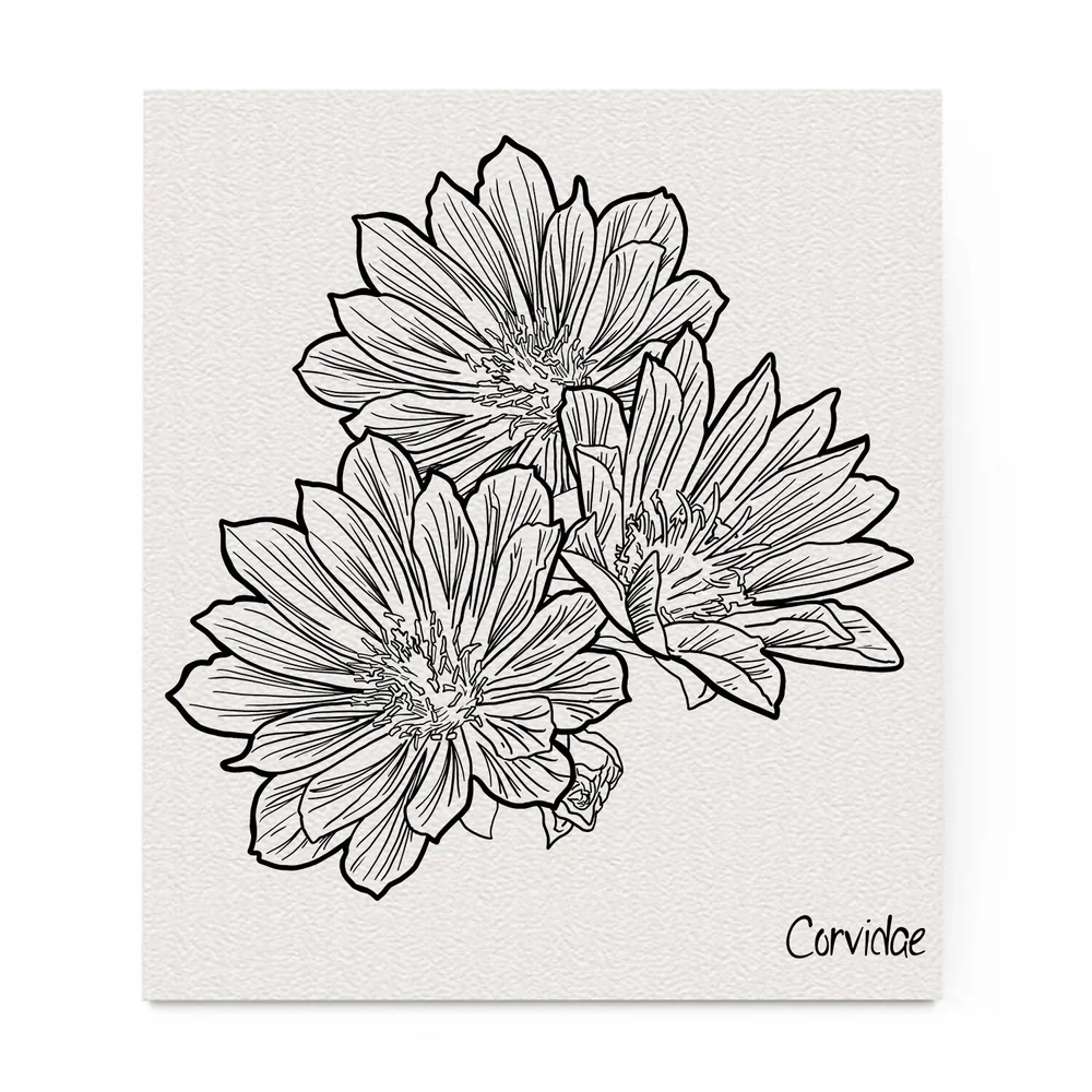 Bitterroot Flower Drawing | Best Flower Site