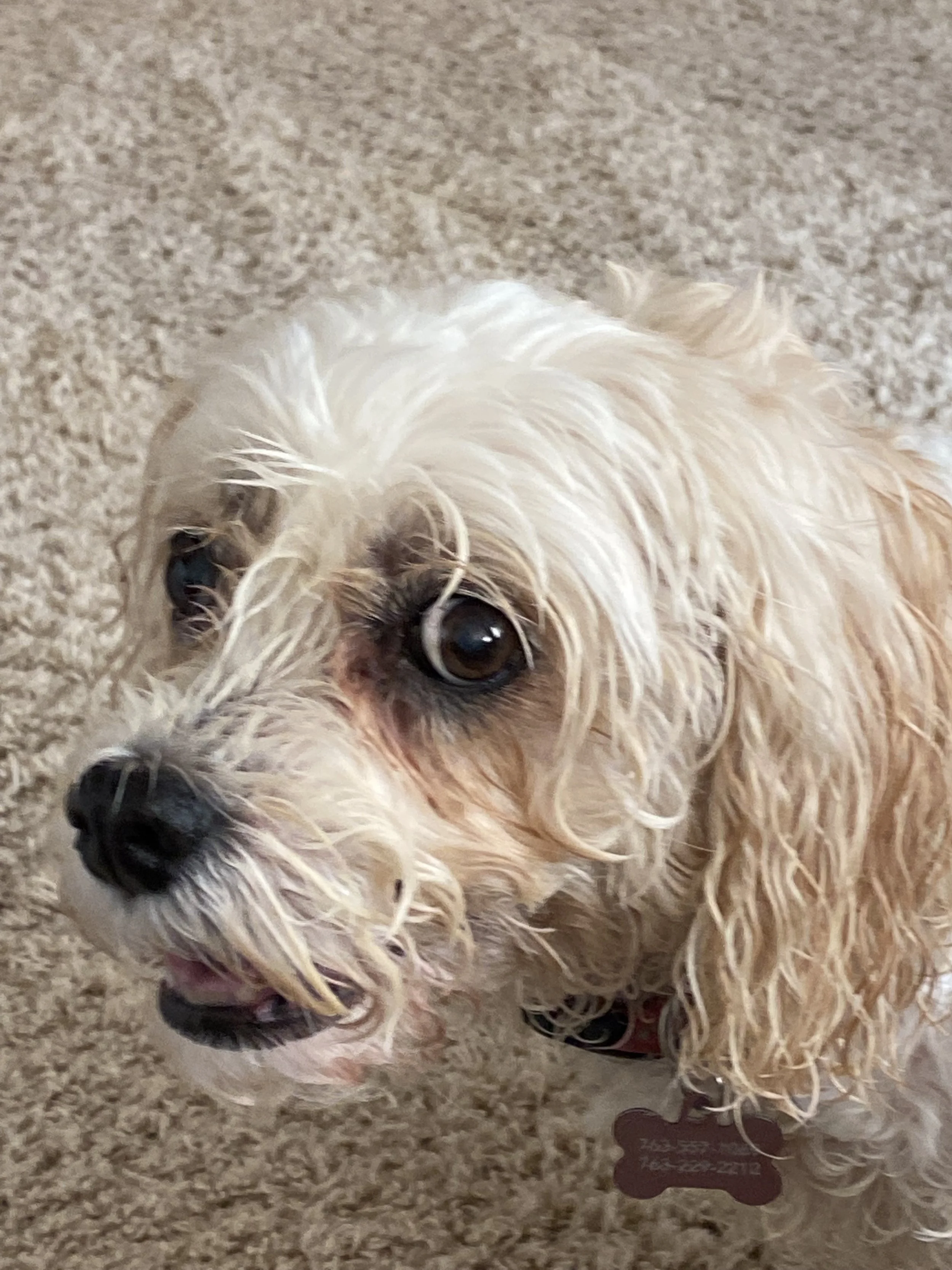 Pets of the Lemos Lab — Lemos Laboratory