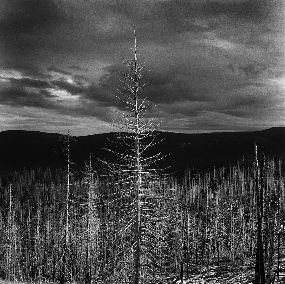 Film Friday Kodak Tri-X Film Review with sample photos — The Codex