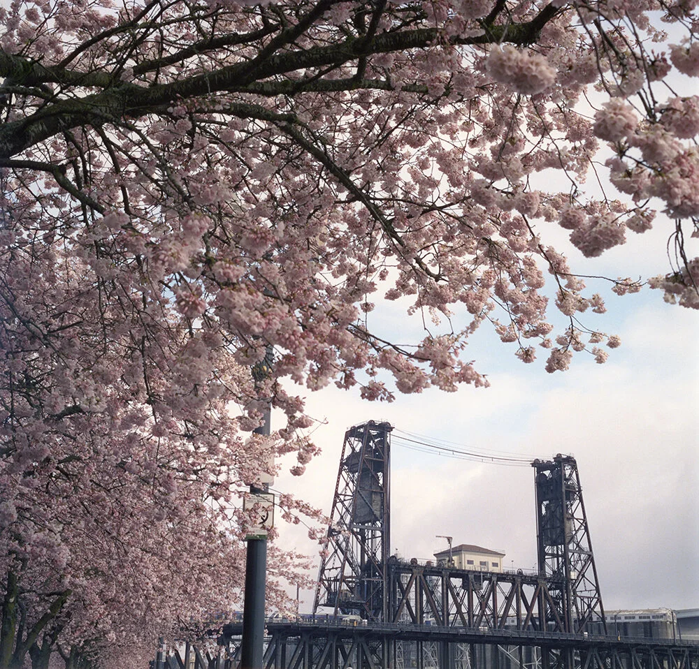 Film Friday Cinestill 800T Film Review with Sample Photos — The Codex