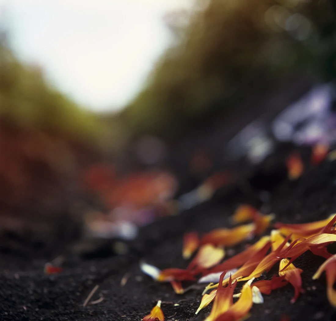 Film Friday Fuji Velvia 100 Film Review with Sample Photos — The Codex