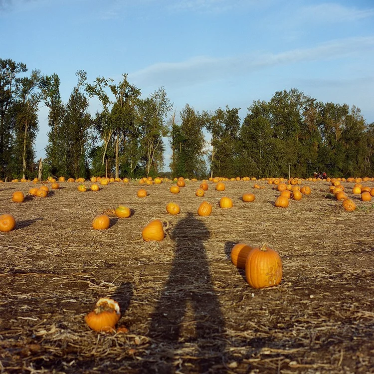 Film Review of Cinestill 400D with sample photos — The Codex