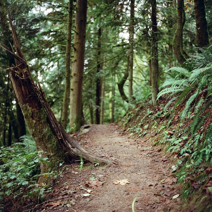 Film Review of Cinestill 400D with sample photos — The Codex