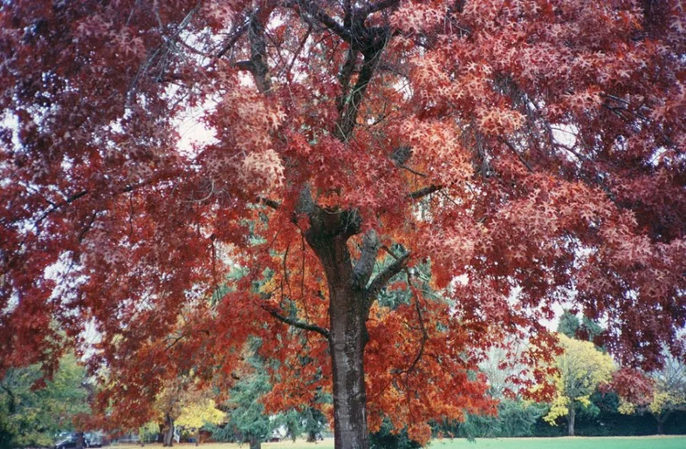 Film Friday Candido Film Review with Sample Photos — The Codex