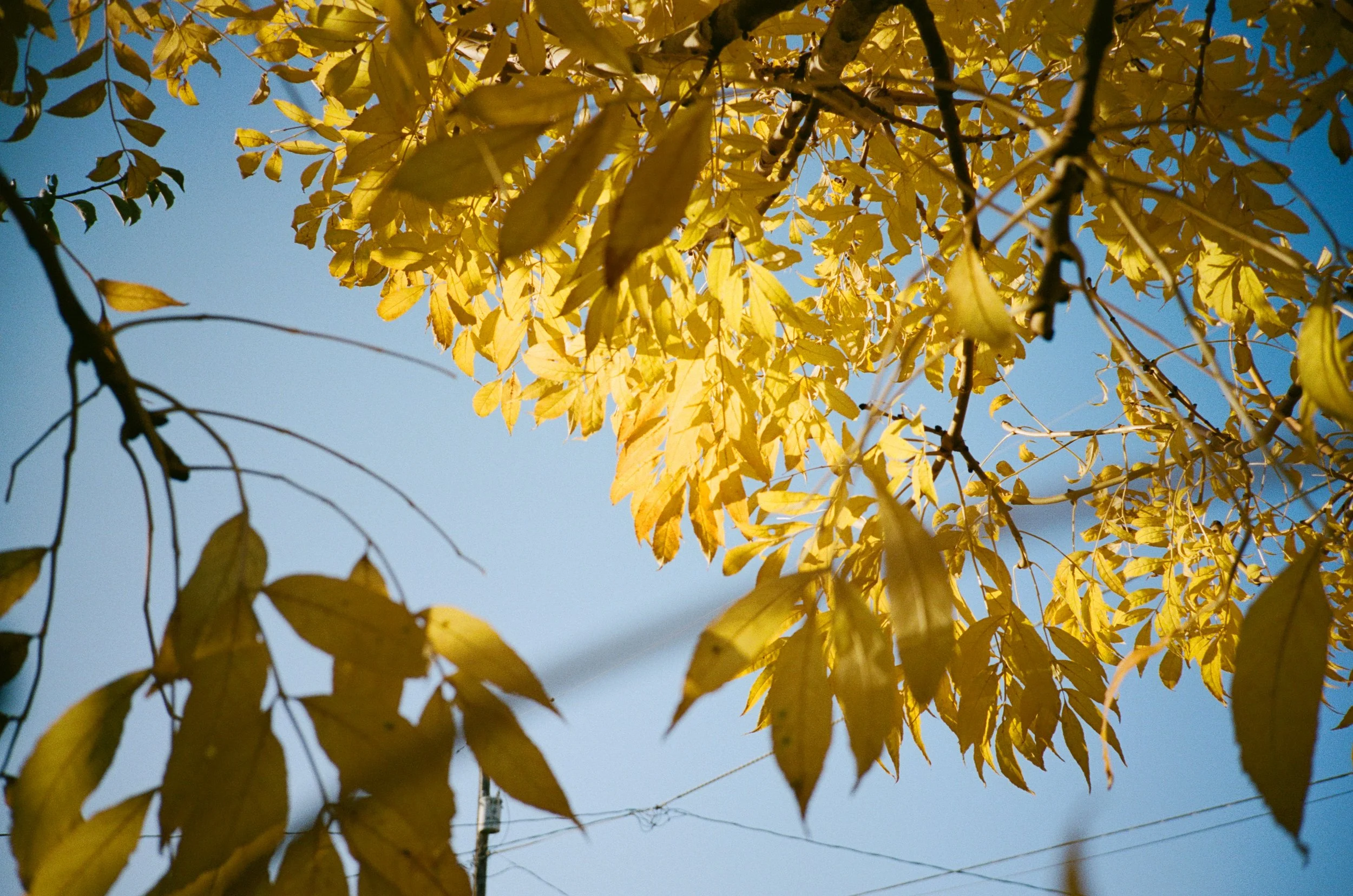 LOMO 32mm f2.8 Minitar-1 Art Lens Review — The Codex