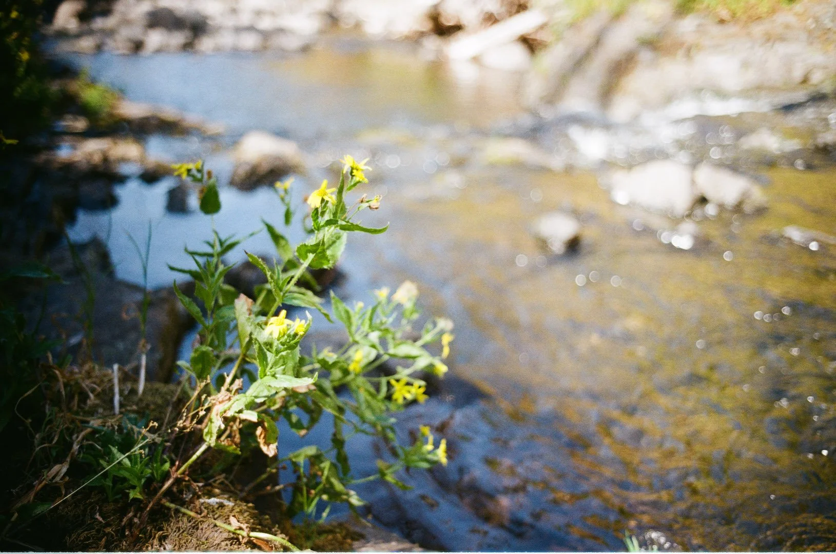 Light Lens Lab 35mm f2 Summicron Review — The Codex