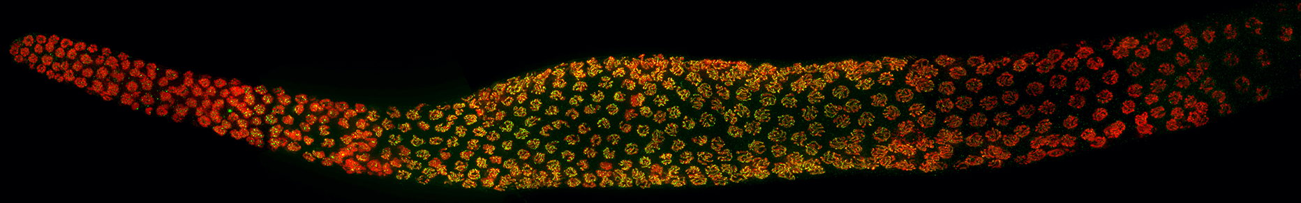 Research — Bhalla Lab