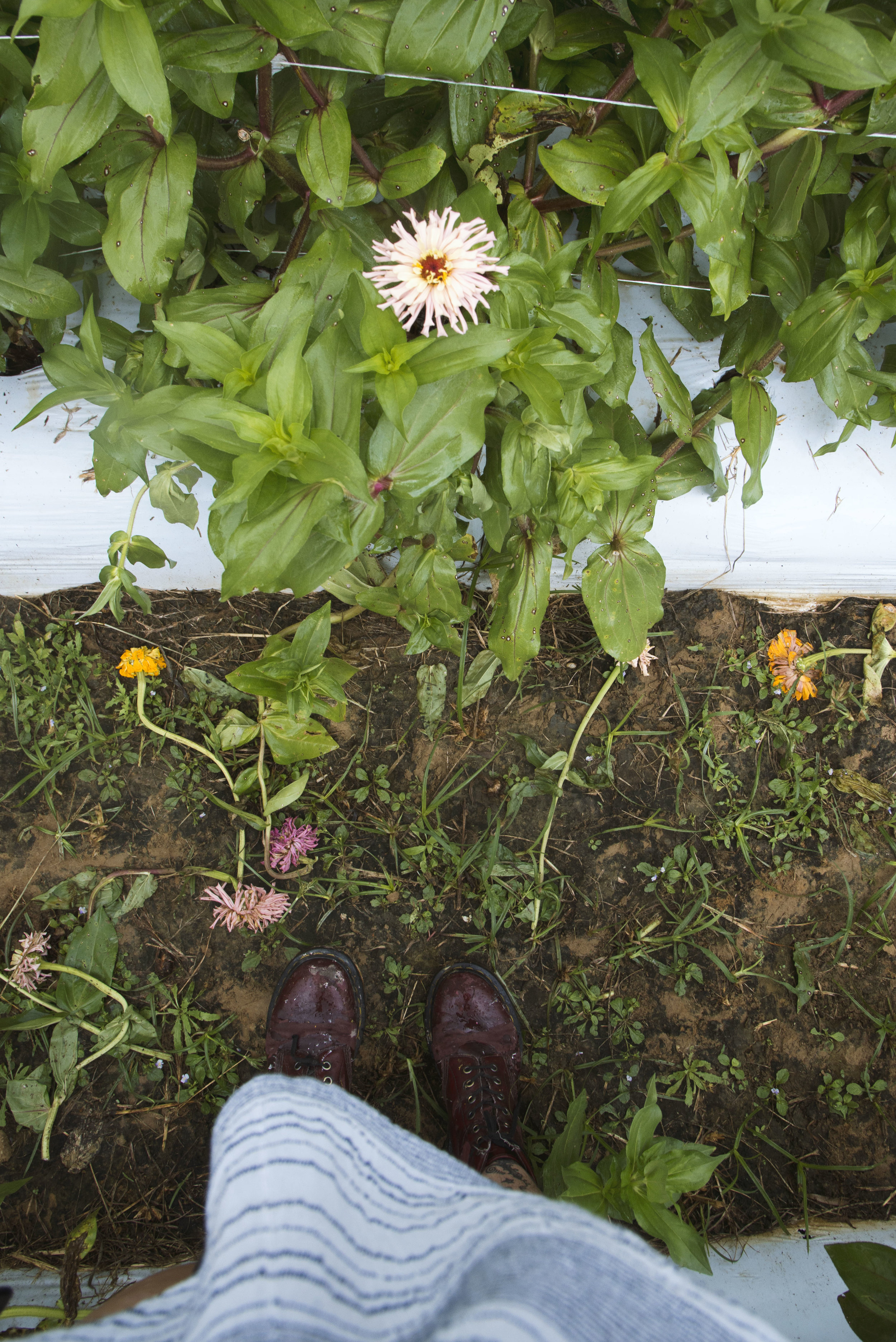 Covey Rise Farms — Mitch's Flowers