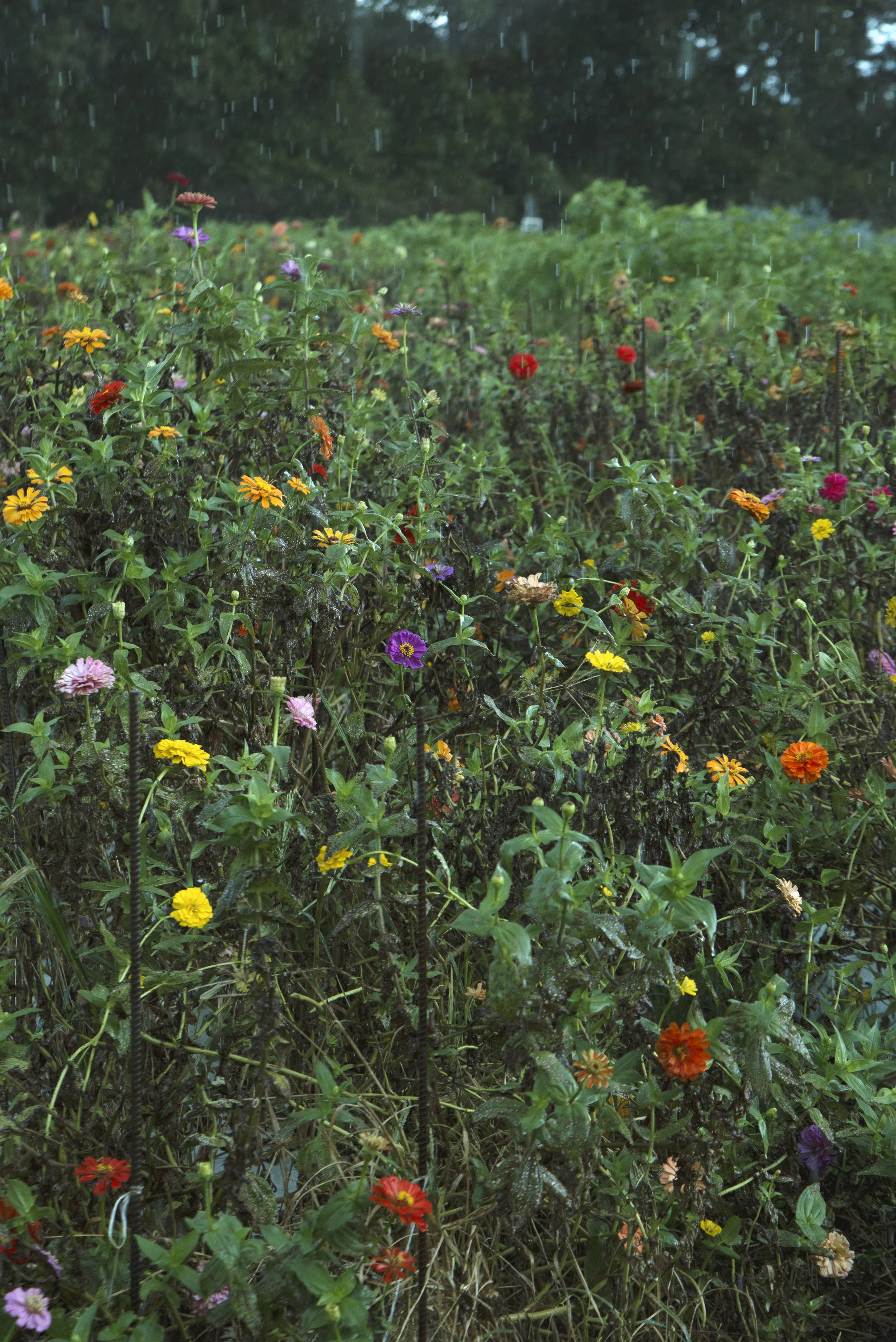 Covey Rise Farms — Mitch's Flowers