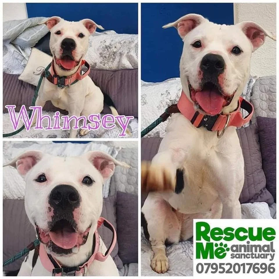 Dogs For Adoption — rescue me