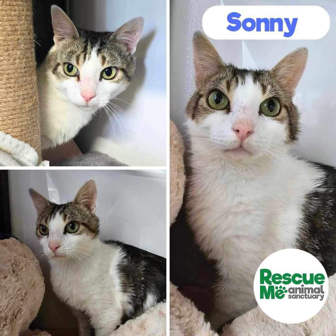 Cats for adoption — rescue me