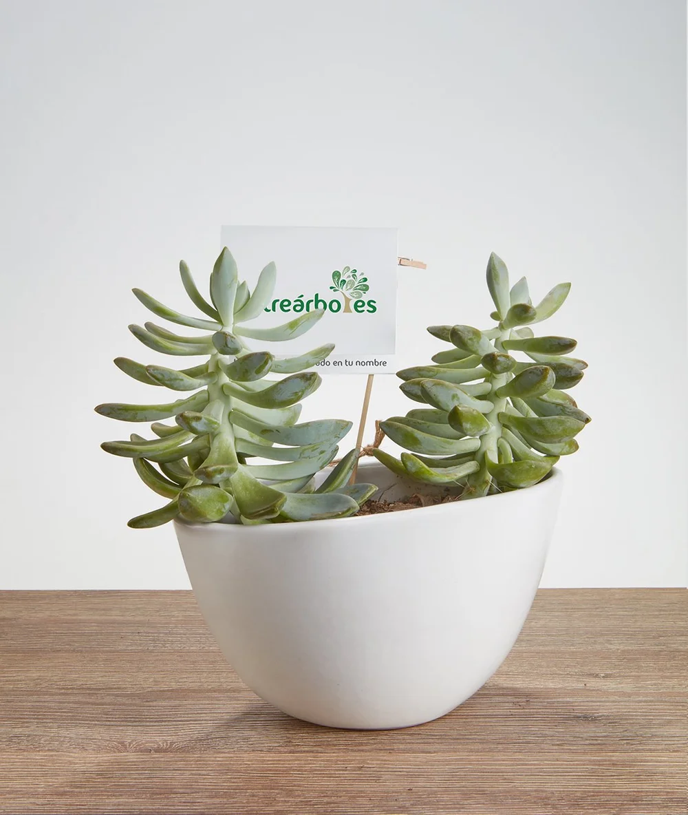 PRODUCTOS CON DEPOSITO FINAL — ENTRE ARBOLES