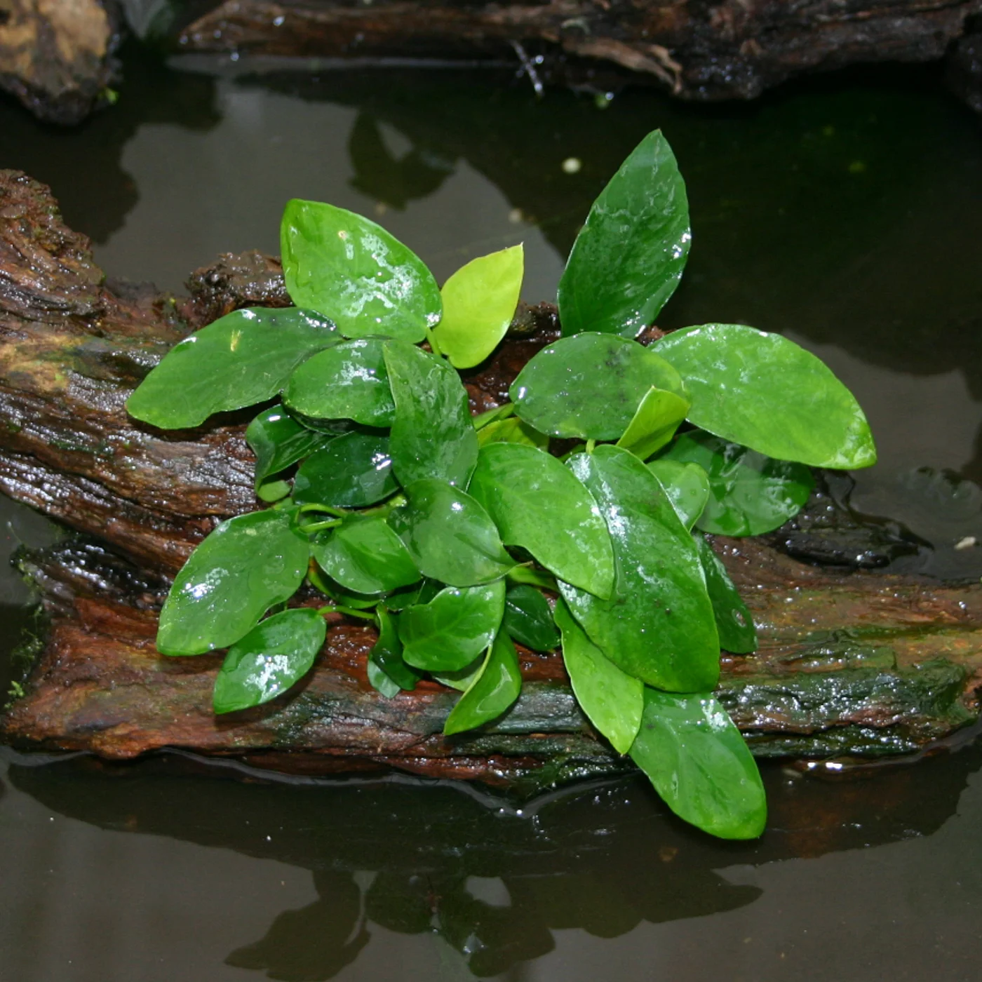 Anubias barteri var. nana 'Narrow Leaf' — Florida Aquatic Nurseries