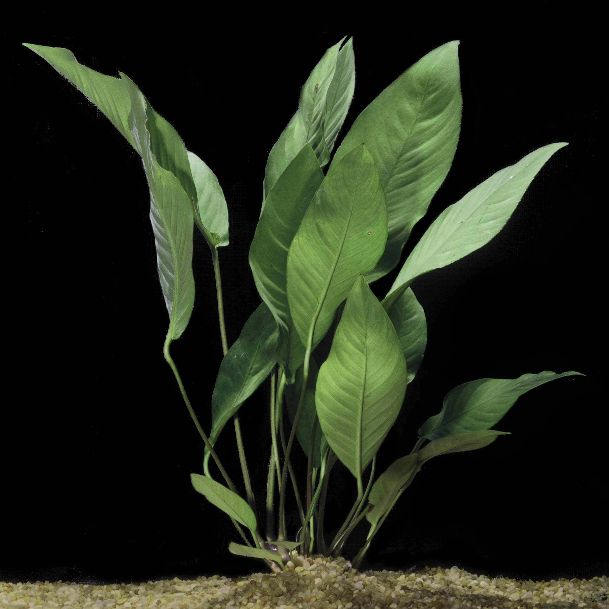 Aquarium Plants — Florida Aquatic Nurseries