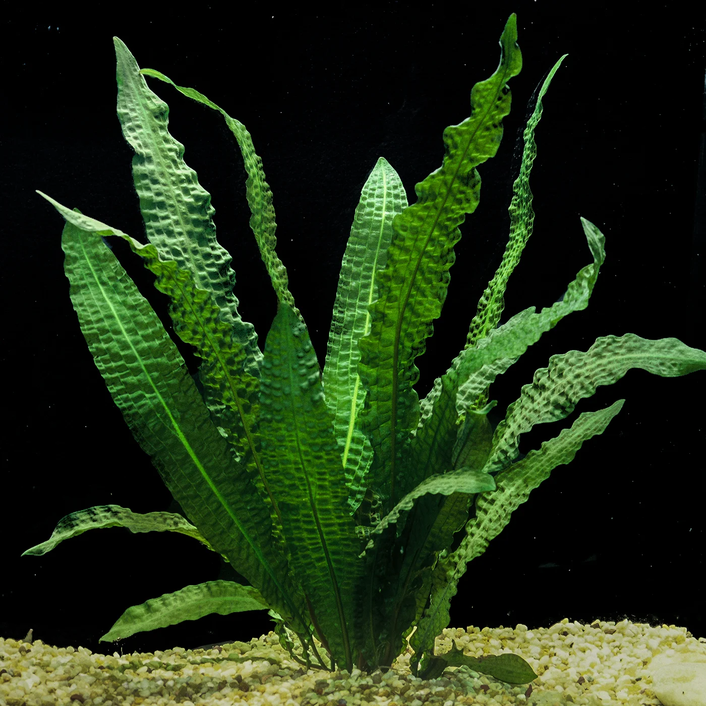 Aquarium Plants — Florida Aquatic Nurseries