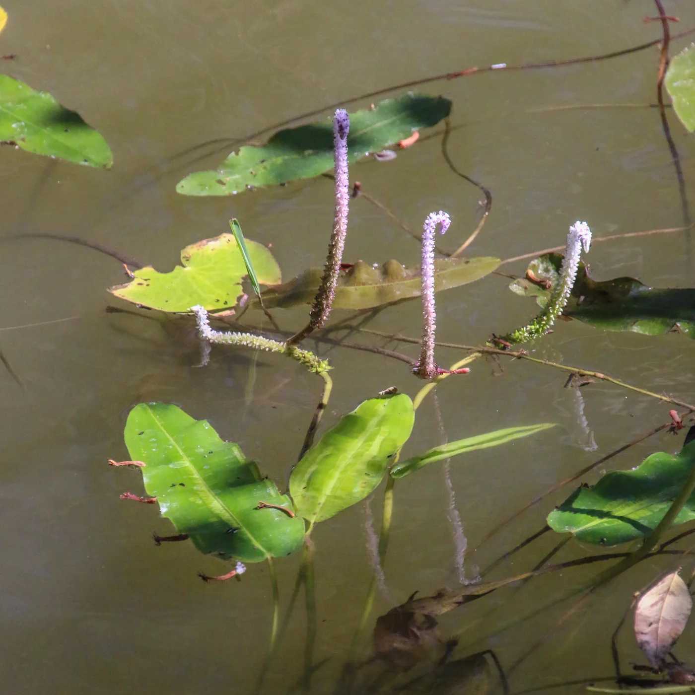 Aponogeton crispus — Florida Aquatic Nurseries