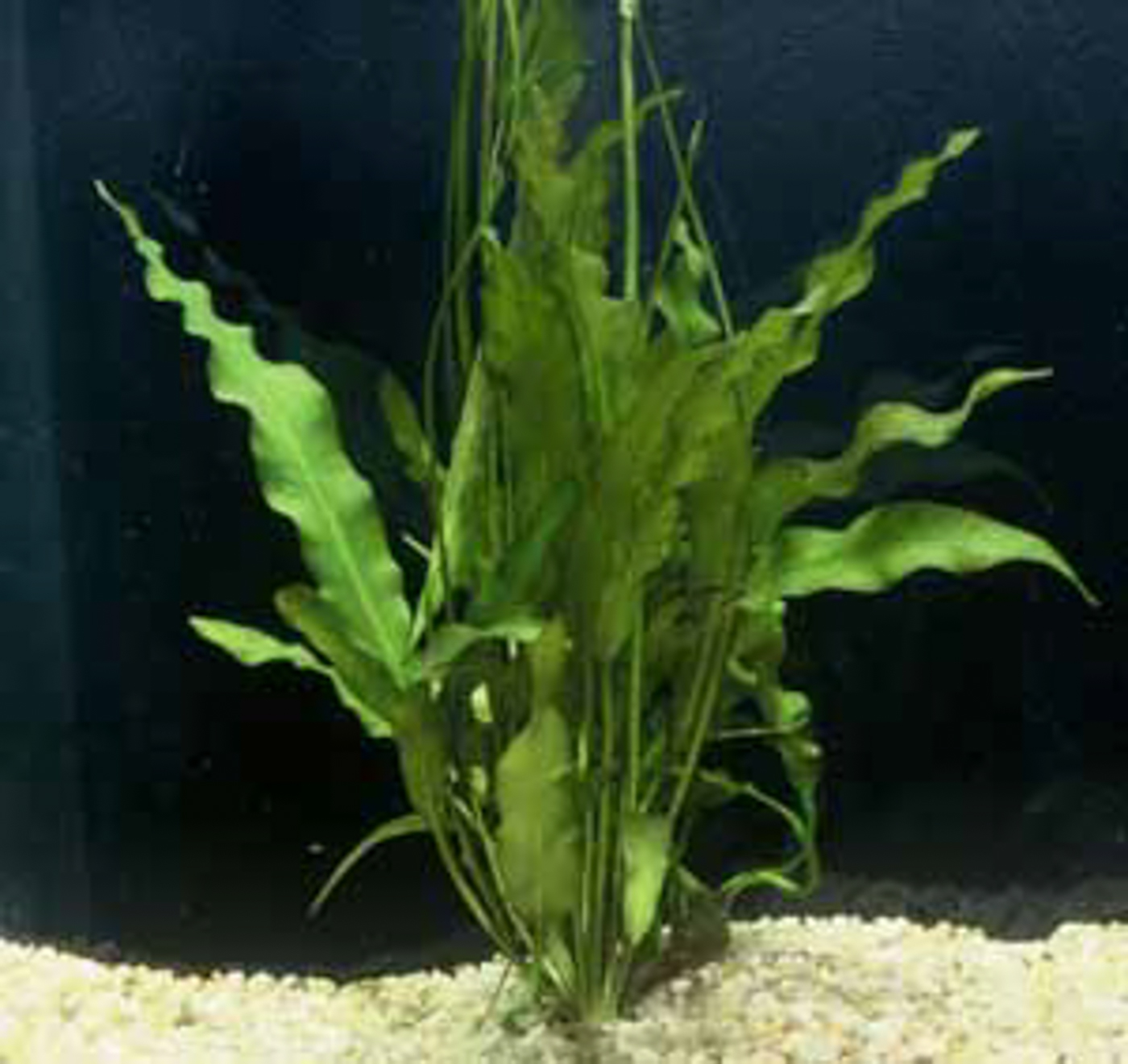 Aquarium Plants — Florida Aquatic Nurseries