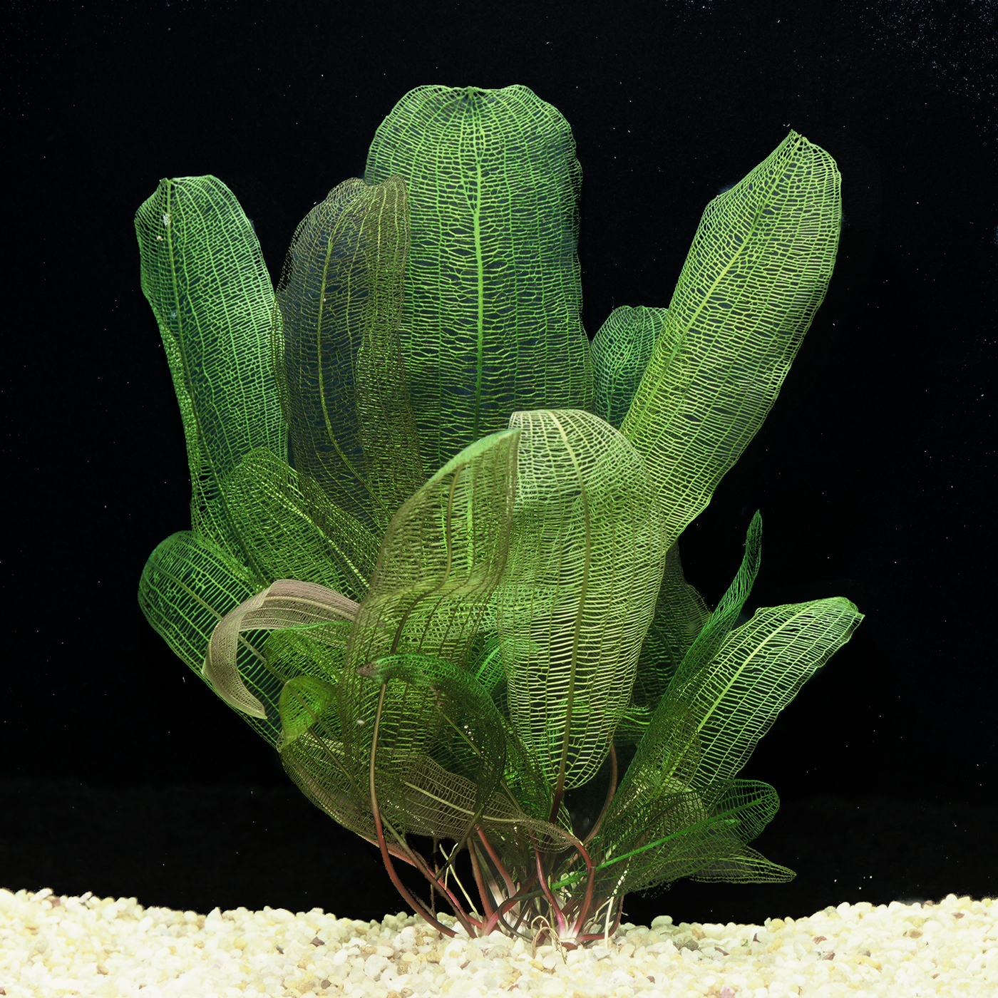 Aquarium Plants — Florida Aquatic Nurseries