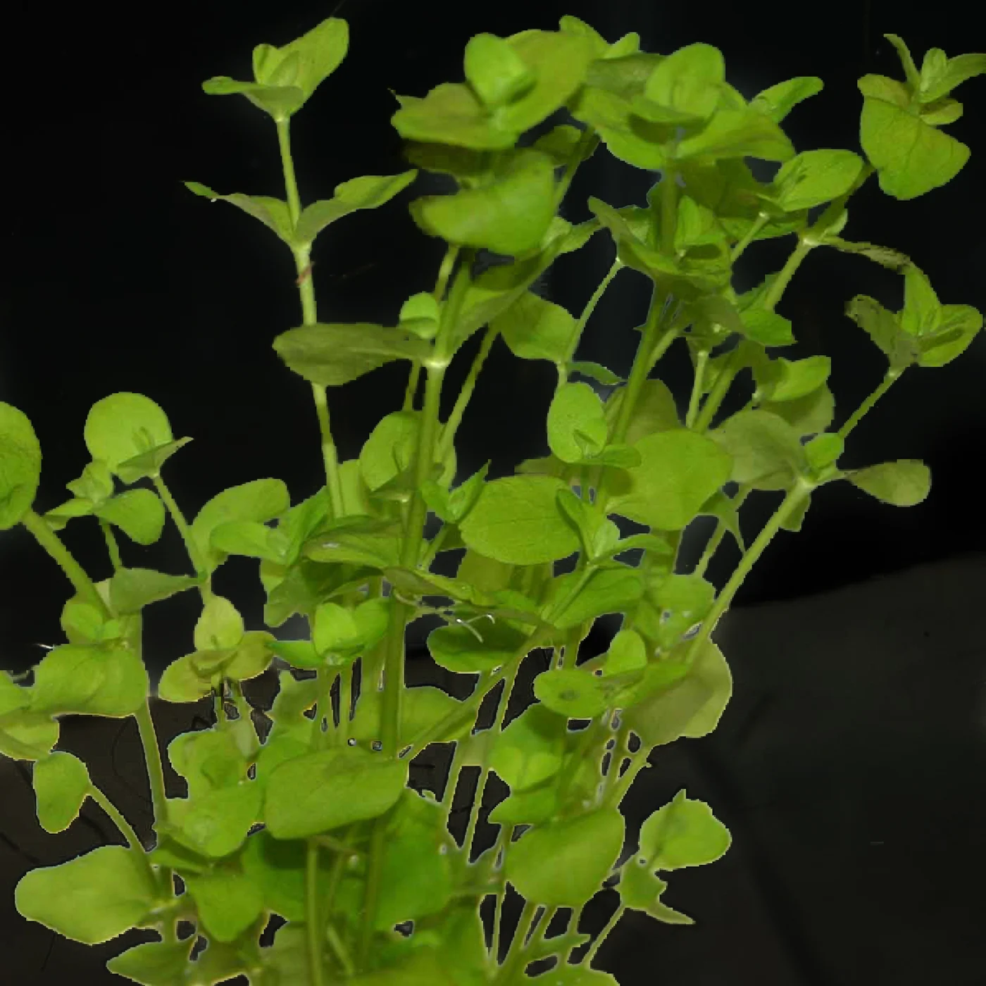 Bacopa australis — Florida Aquatic Nurseries