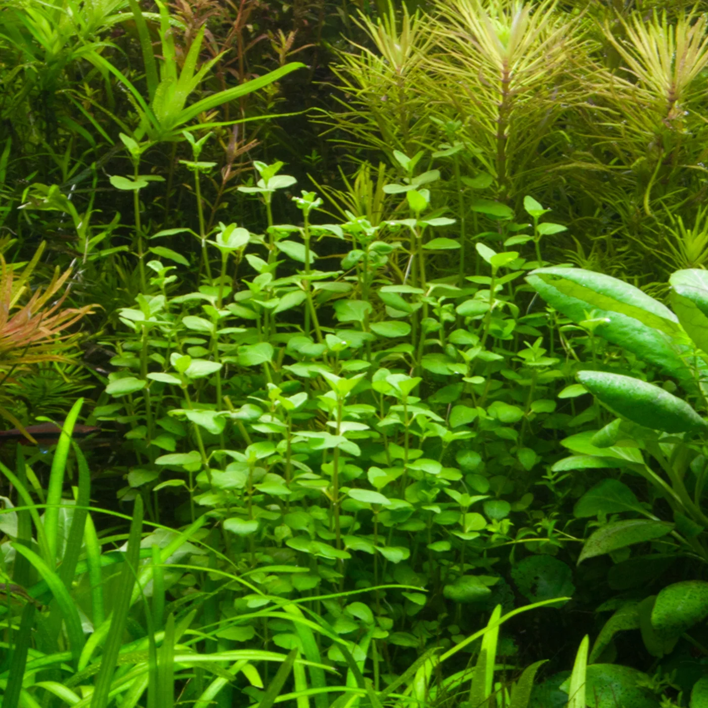 Bacopa australis — Florida Aquatic Nurseries