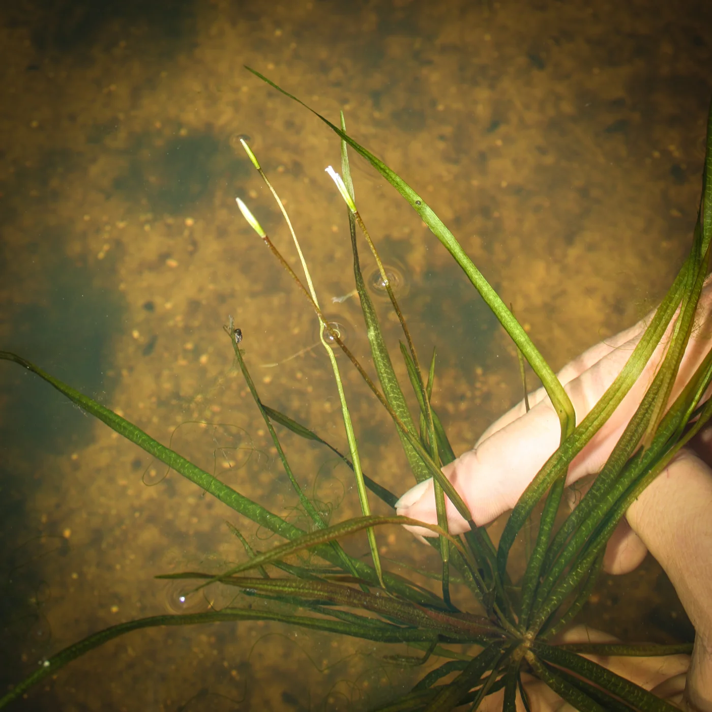 Blyxa aubertii — Florida Aquatic Nurseries