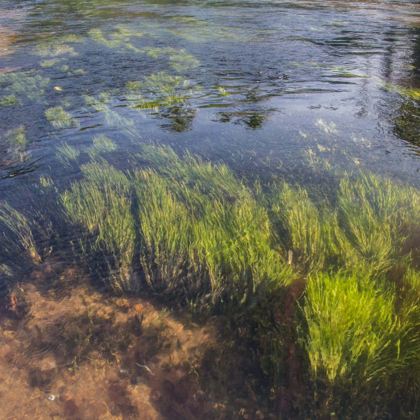 Blyxa aubertii — Florida Aquatic Nurseries
