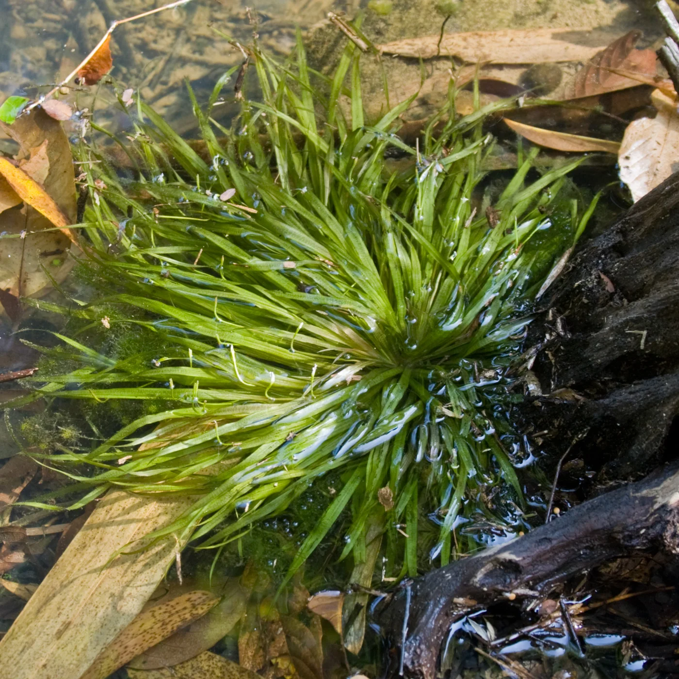 Blyxa Japonica