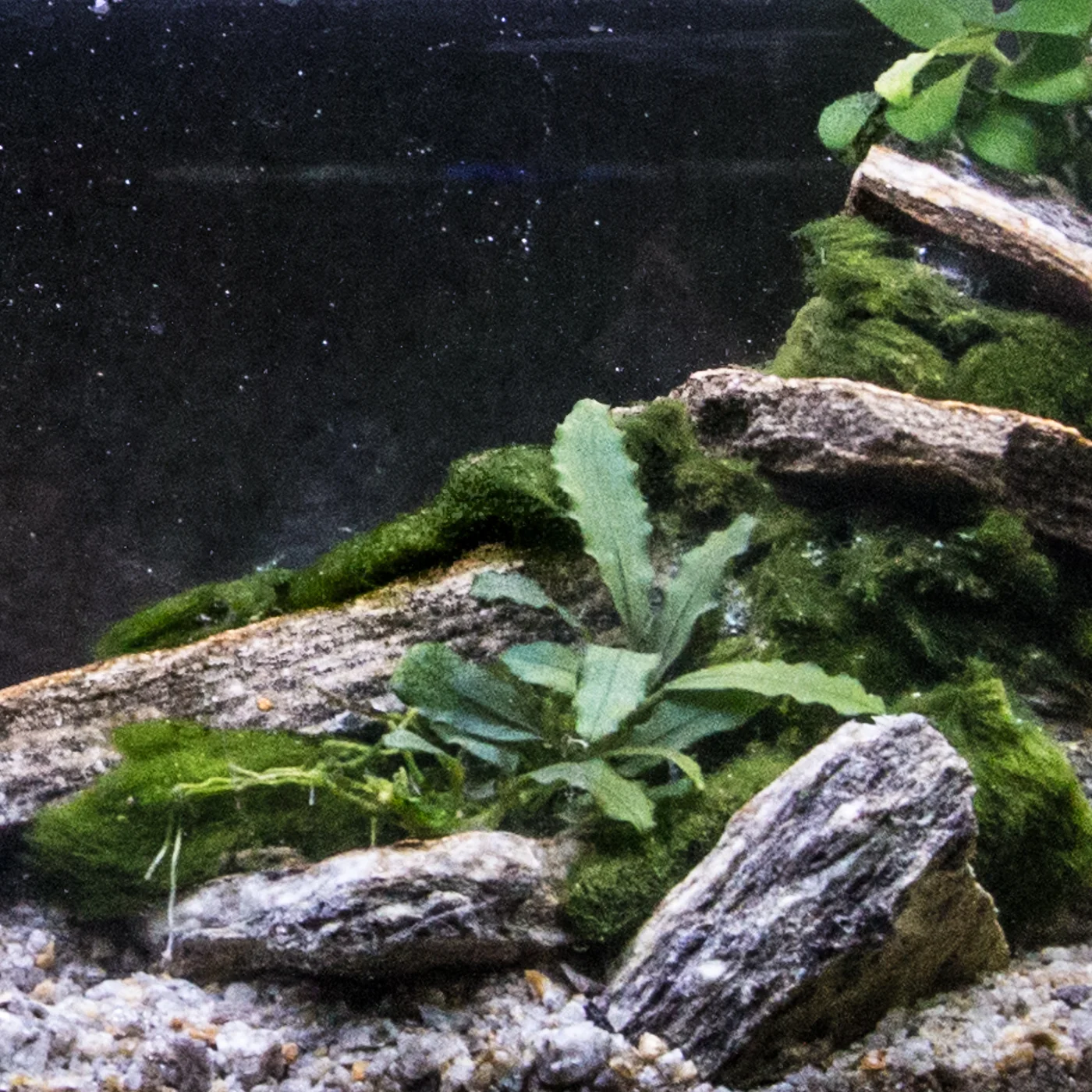 Bucephalandra 'Green Wavy' — Florida Aquatic Nurseries
