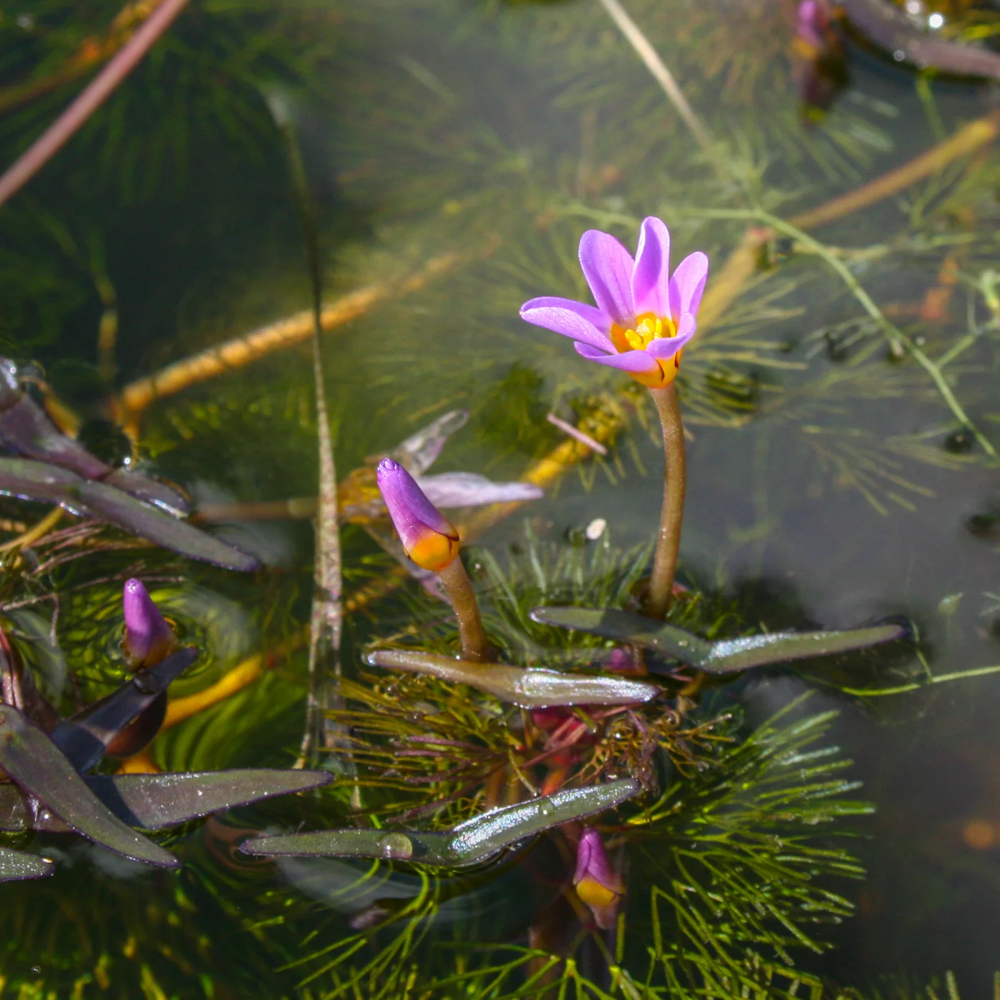Cabomba furcata — Florida Aquatic Nurseries