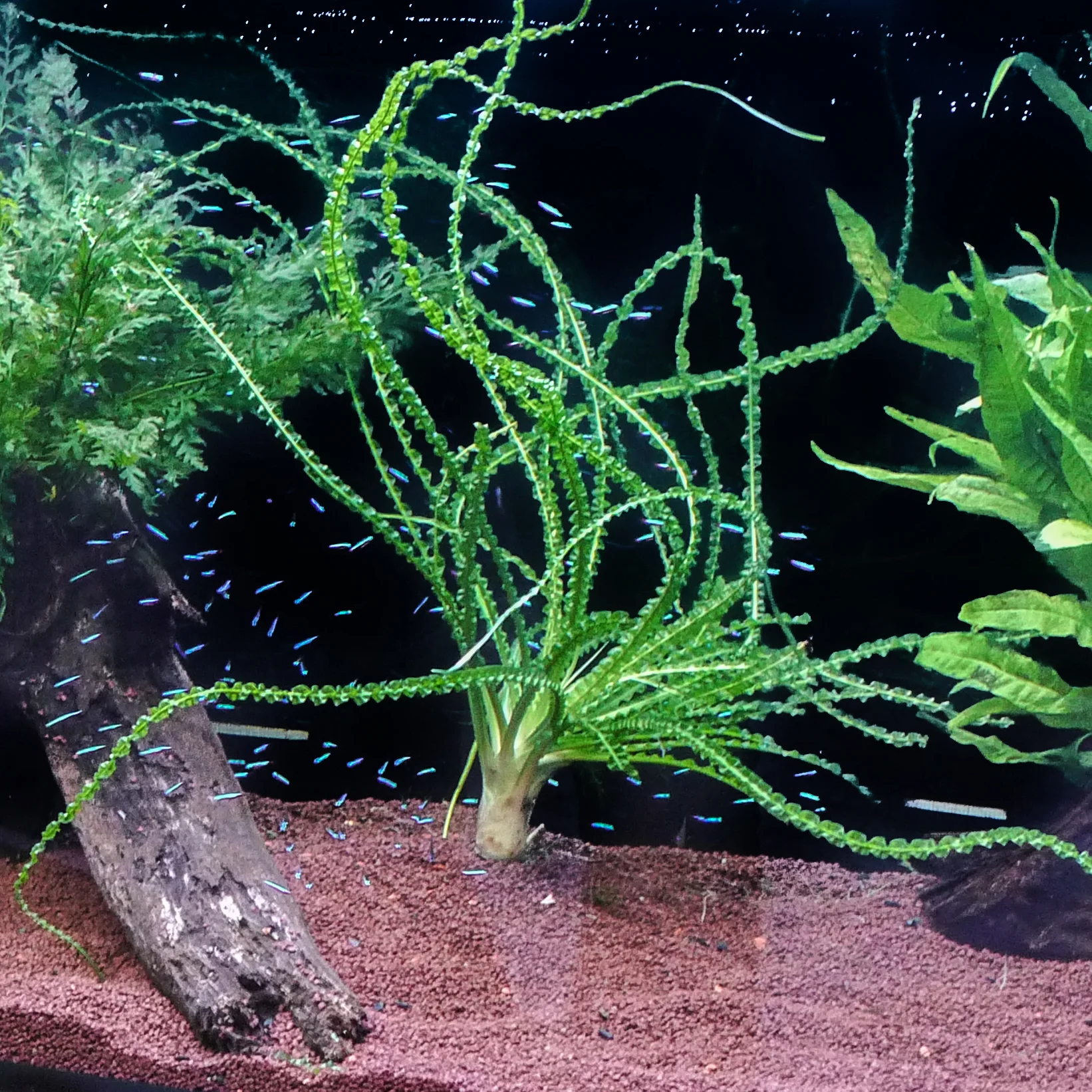 Crinum calamistratum — Florida Aquatic Nurseries