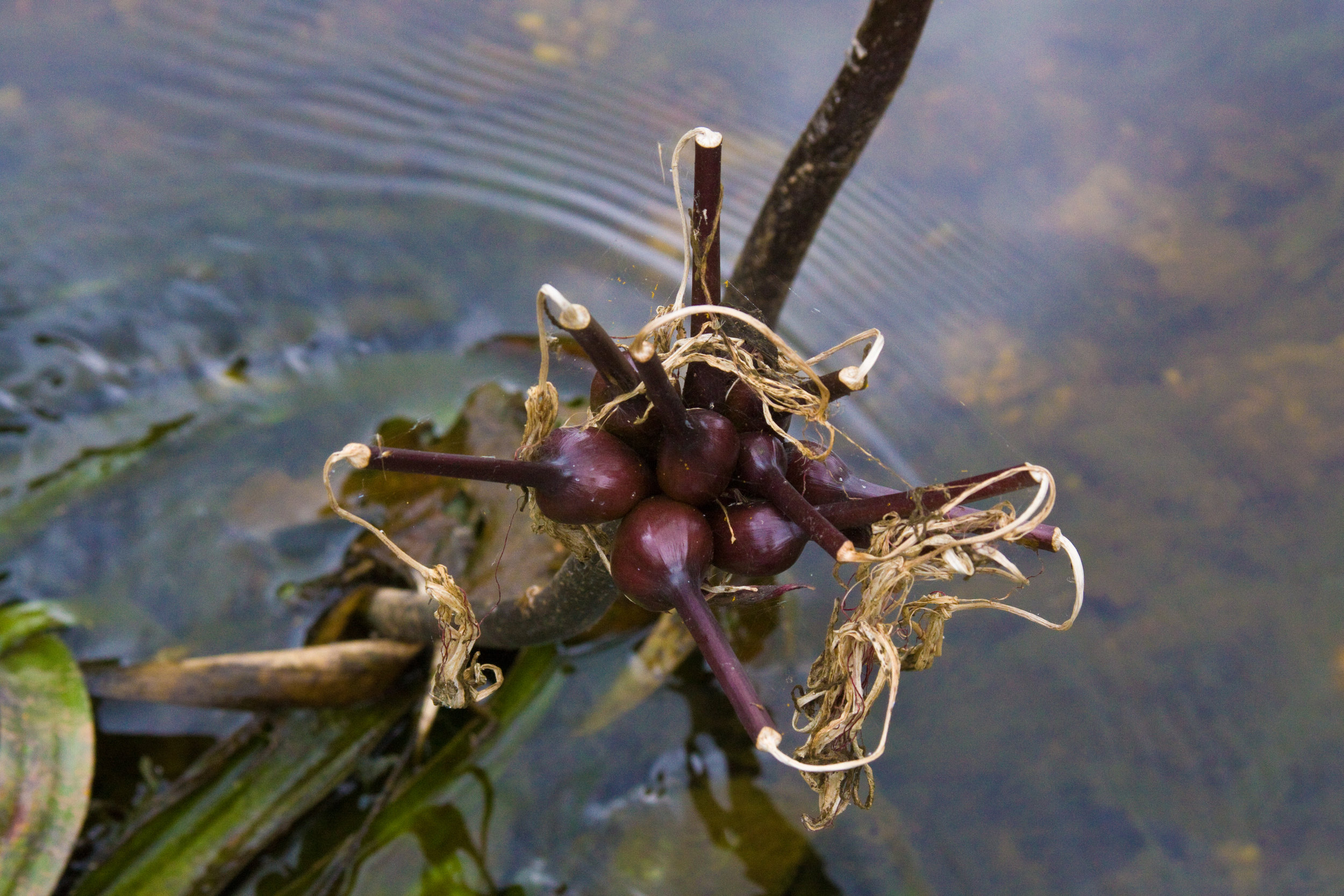 Crinum Thaianum Flower